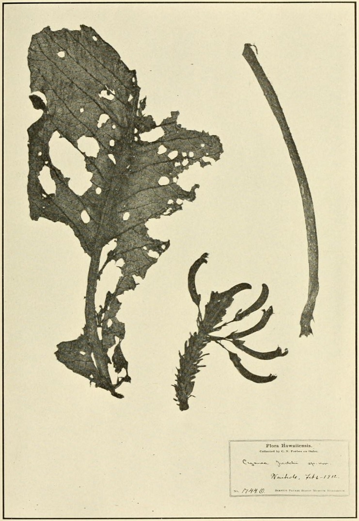 CYANEA JUDDII FORBES.