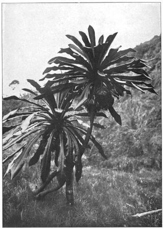 cyanea arborea mann hillebr growing above ulupalakua kula haleakala ...