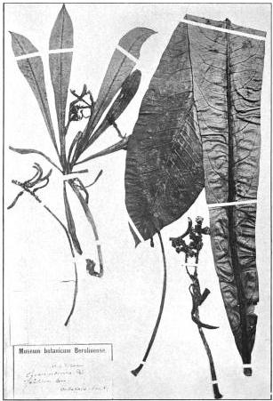 cyanea arborea mann hillebr specimen in herbarium berolinense ex coll ...