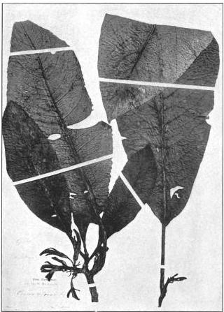 cyanea gibsonii hillebr type in herbarium berolinense ex coll hillbr