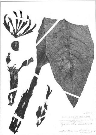 cyanea atra hillebr specimen ex coll rock no 8204 in herbarium college ...