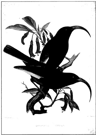 drepanis funerea a drepanid nectar feeding bird partial to lobelias ...