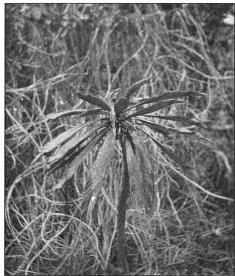 cyanea gayana rock mature plant growing in the forests of kaholuamano kauai