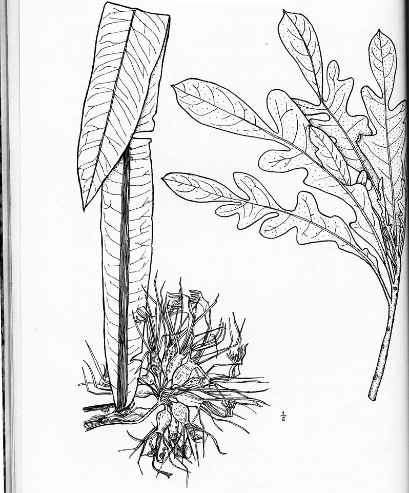 cyanea leptostegia a gray original