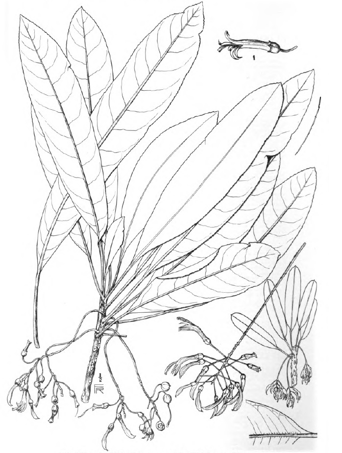 cyanea coriacea forma gratiosa e wimm and bottom right var degeneriana ...