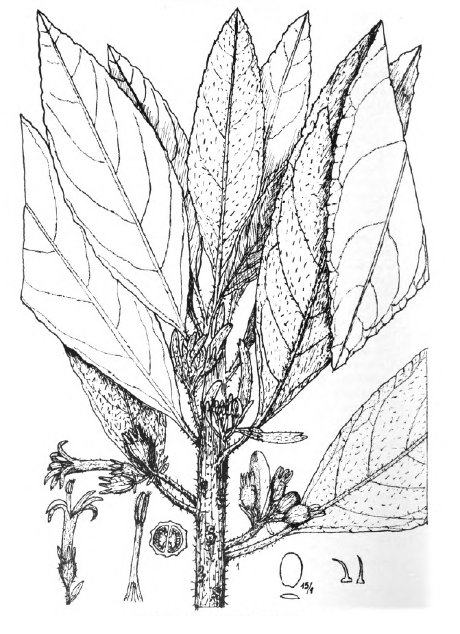 cyanea floribunda e wimm original courtesy of dr wimmer described on ...